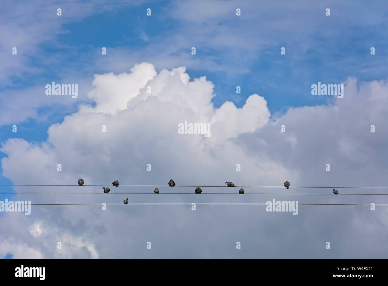 Wild pigeons sitting on wires Stock Photo - Alamy