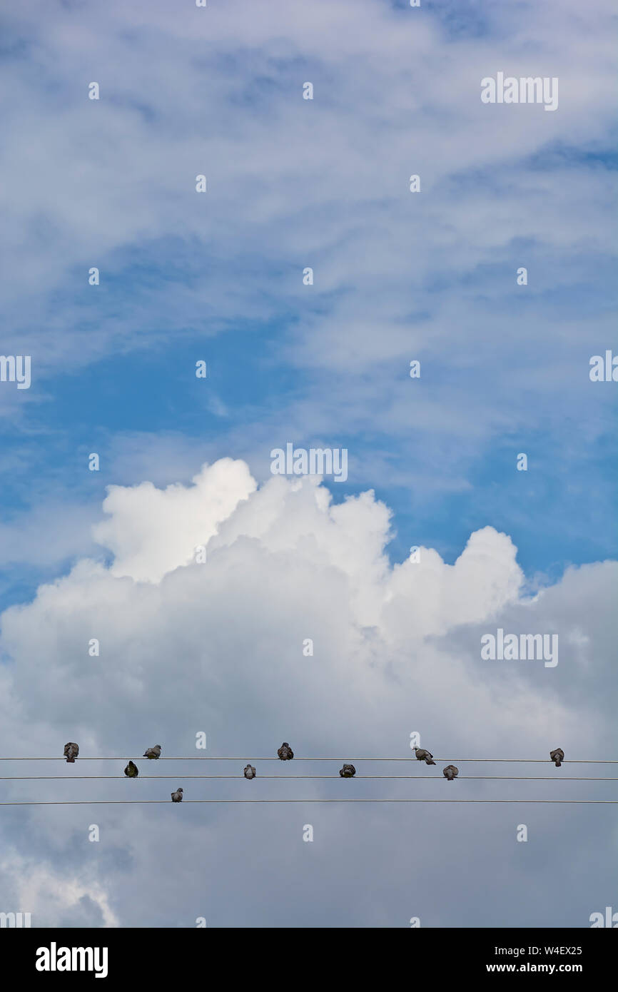 Wild pigeons sitting on wires Stock Photo - Alamy