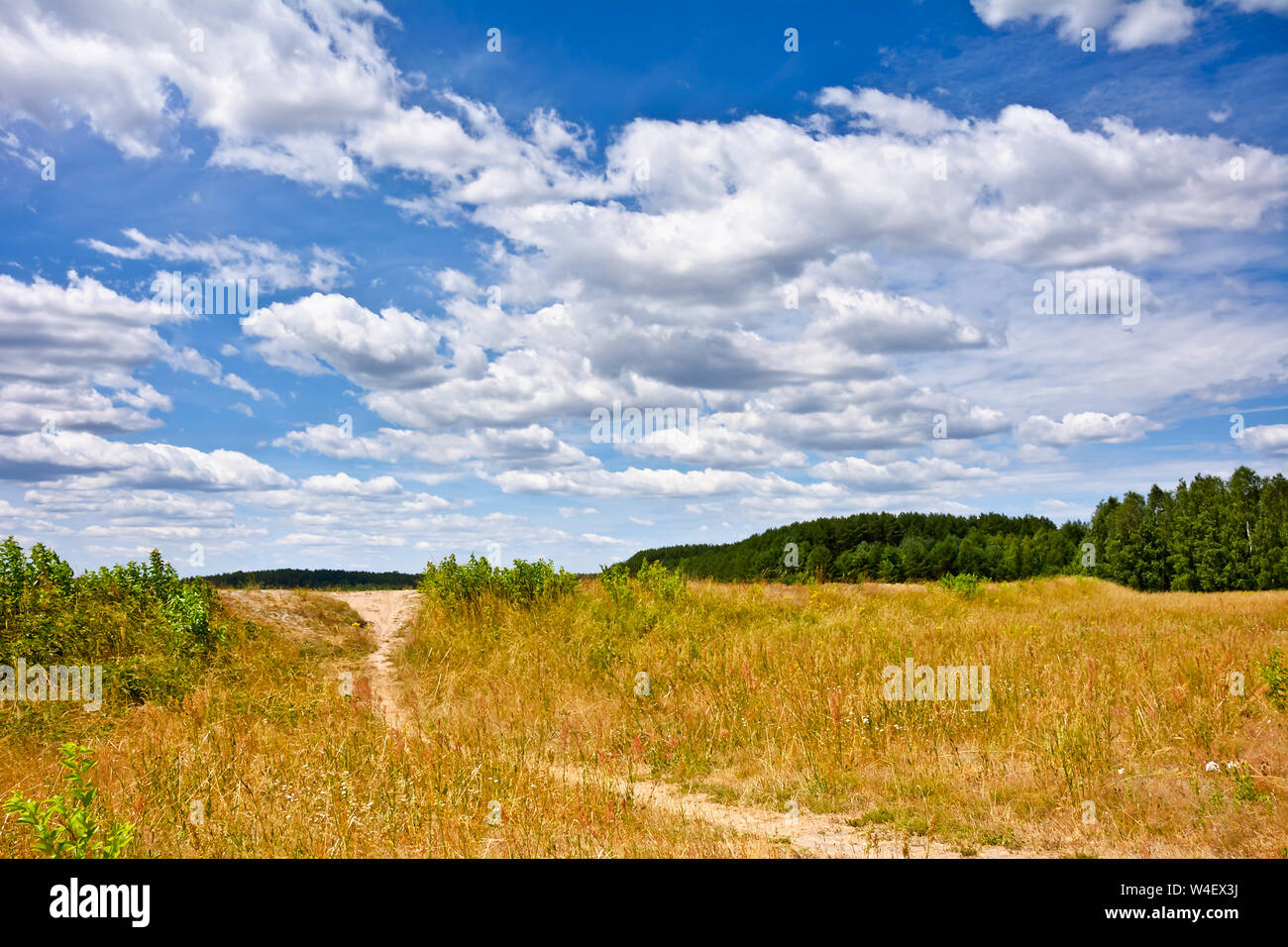 Meadow summer tree hi-res stock photography and images - Alamy