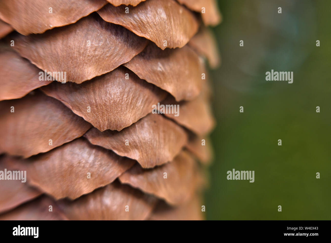 Scaly scale kernel on a plant in the summer hot day Stock Photo - Alamy