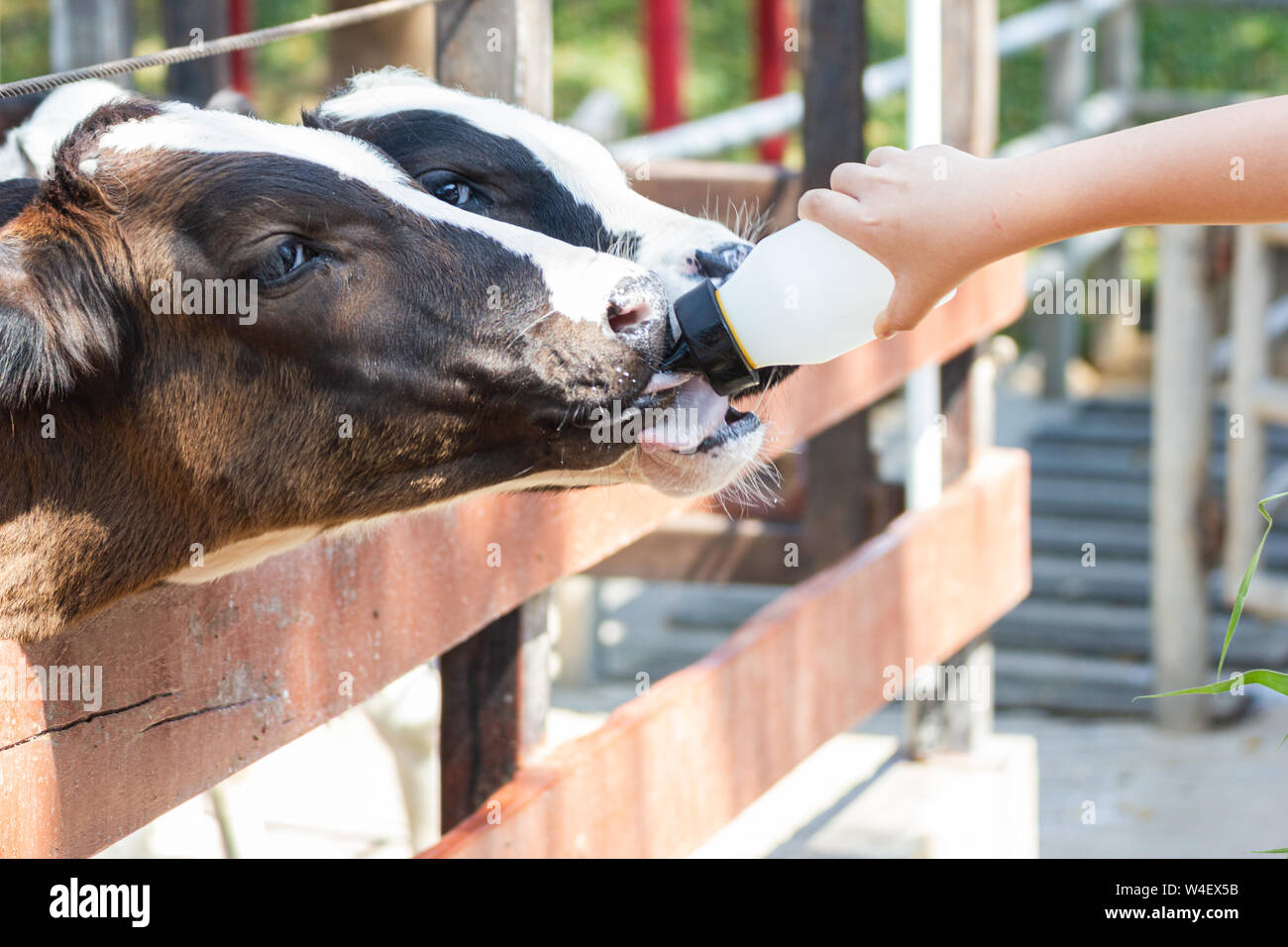 Closeup - Baby cow feeding on milk bottle by hand women in Thailand ...