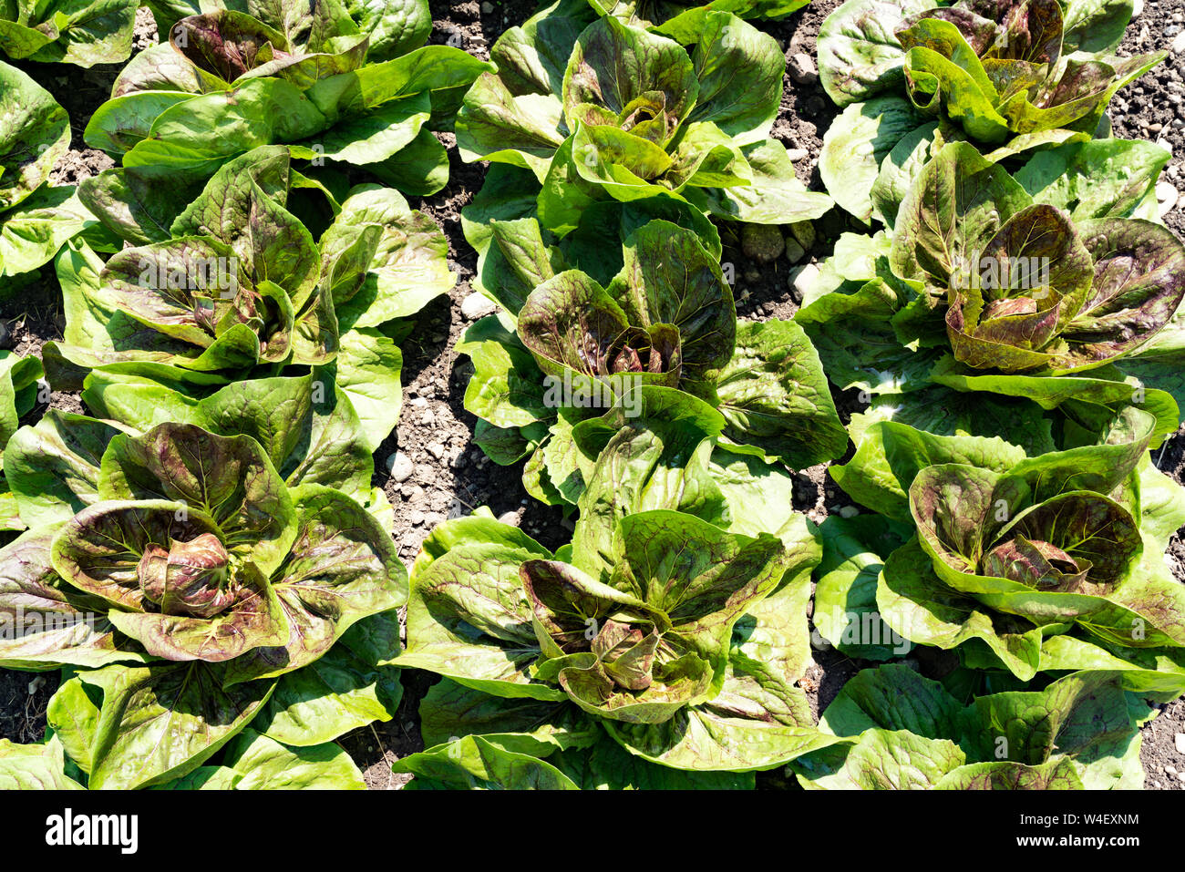 close up of many heads of green lettuce ready for harvesting on a large ...