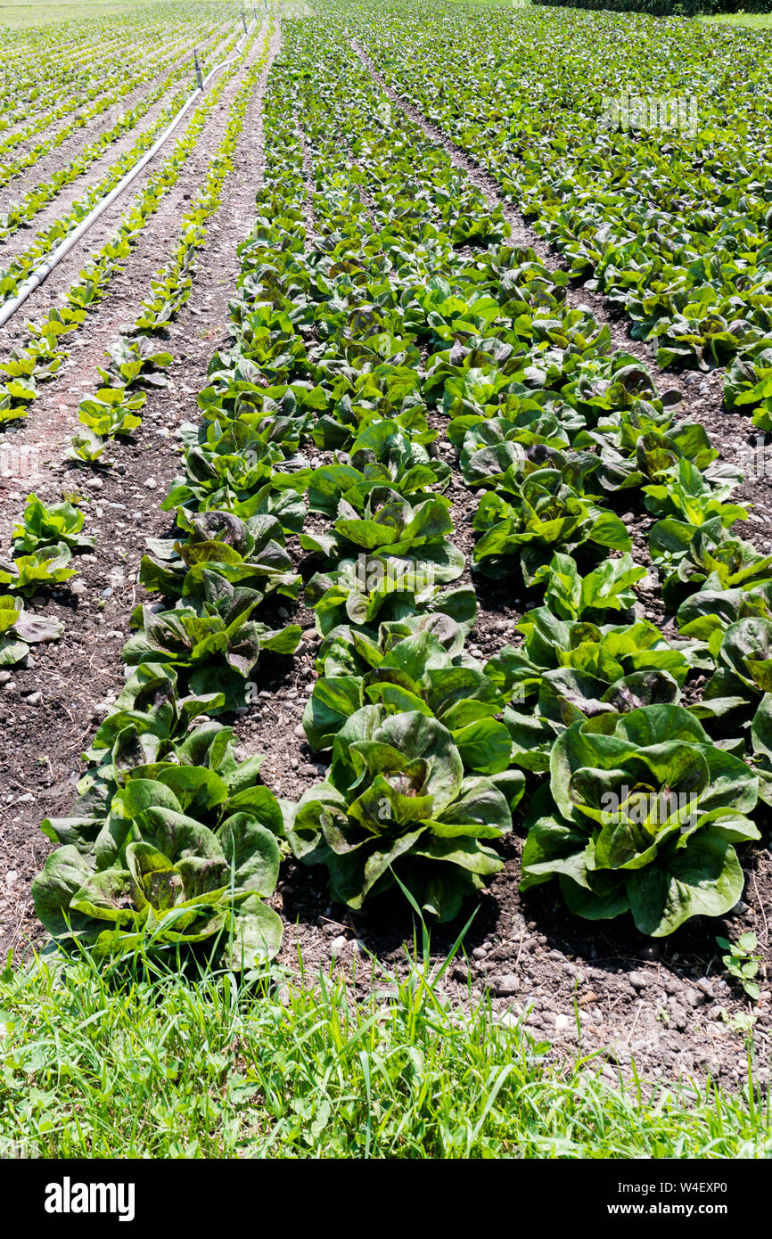 large farm field with rows of lettuce and irrigation system on a large ...