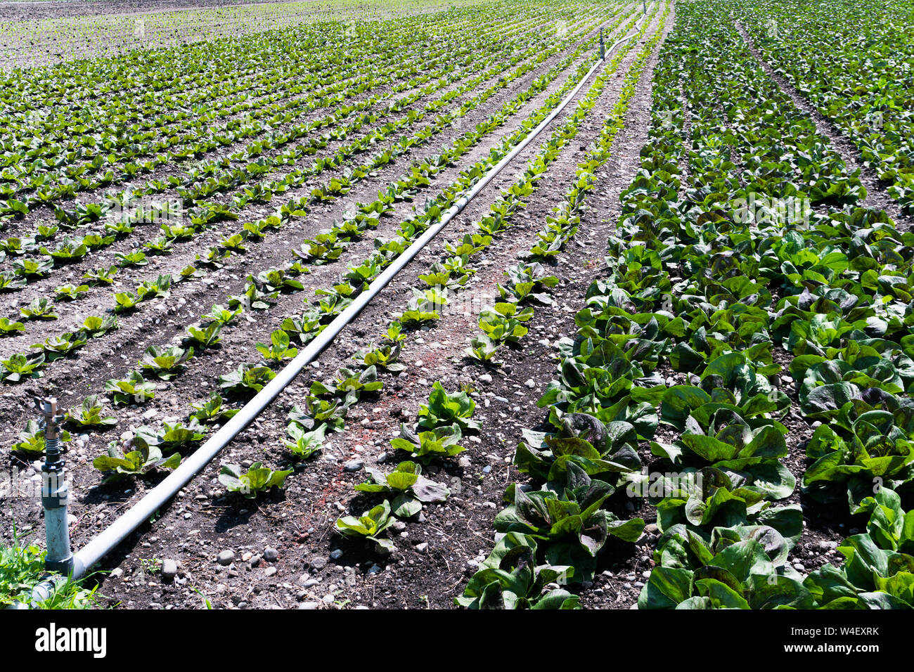 large farm field with rows of lettuce and irrigation system on a large ...