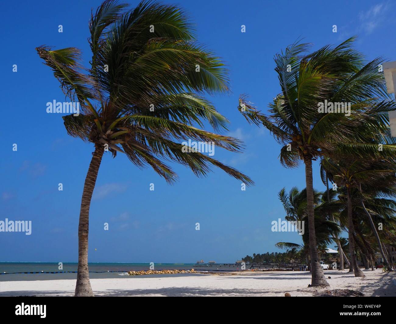 Tropical beach with palm trees and sea and blue sky and yellow and ...