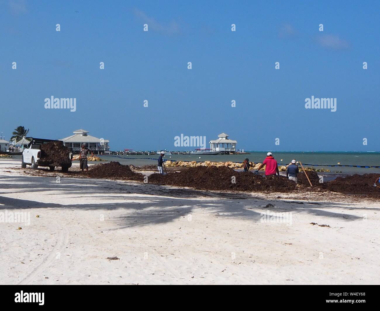 Men clearing the rotting sargassum sea weed on the beach in the ...