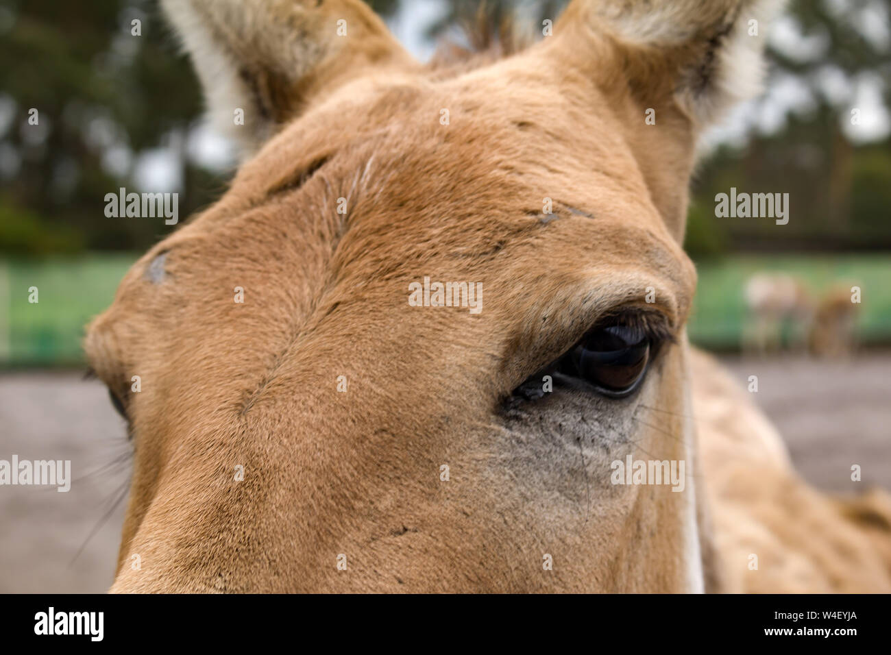 Turkmenian kulan Equus hemionus kulan , kulan's eye Stock Photo - Alamy