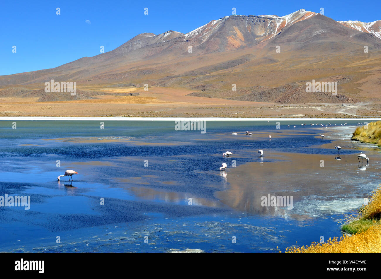 bolivian lagunas in the andes mountains region over 4000 meters above ...