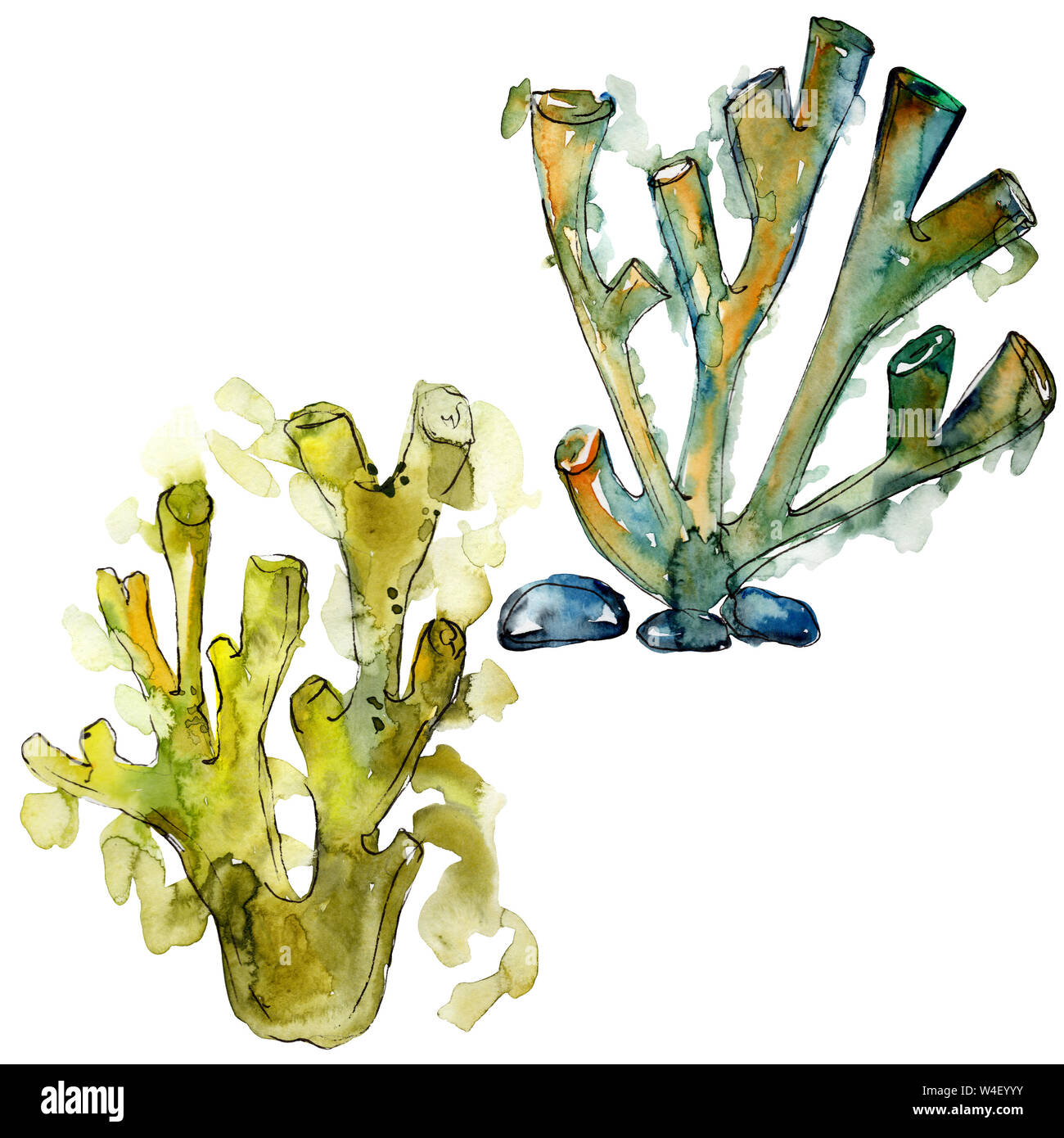Colorful aquatic underwater nature coral reef. Watercolor background ...