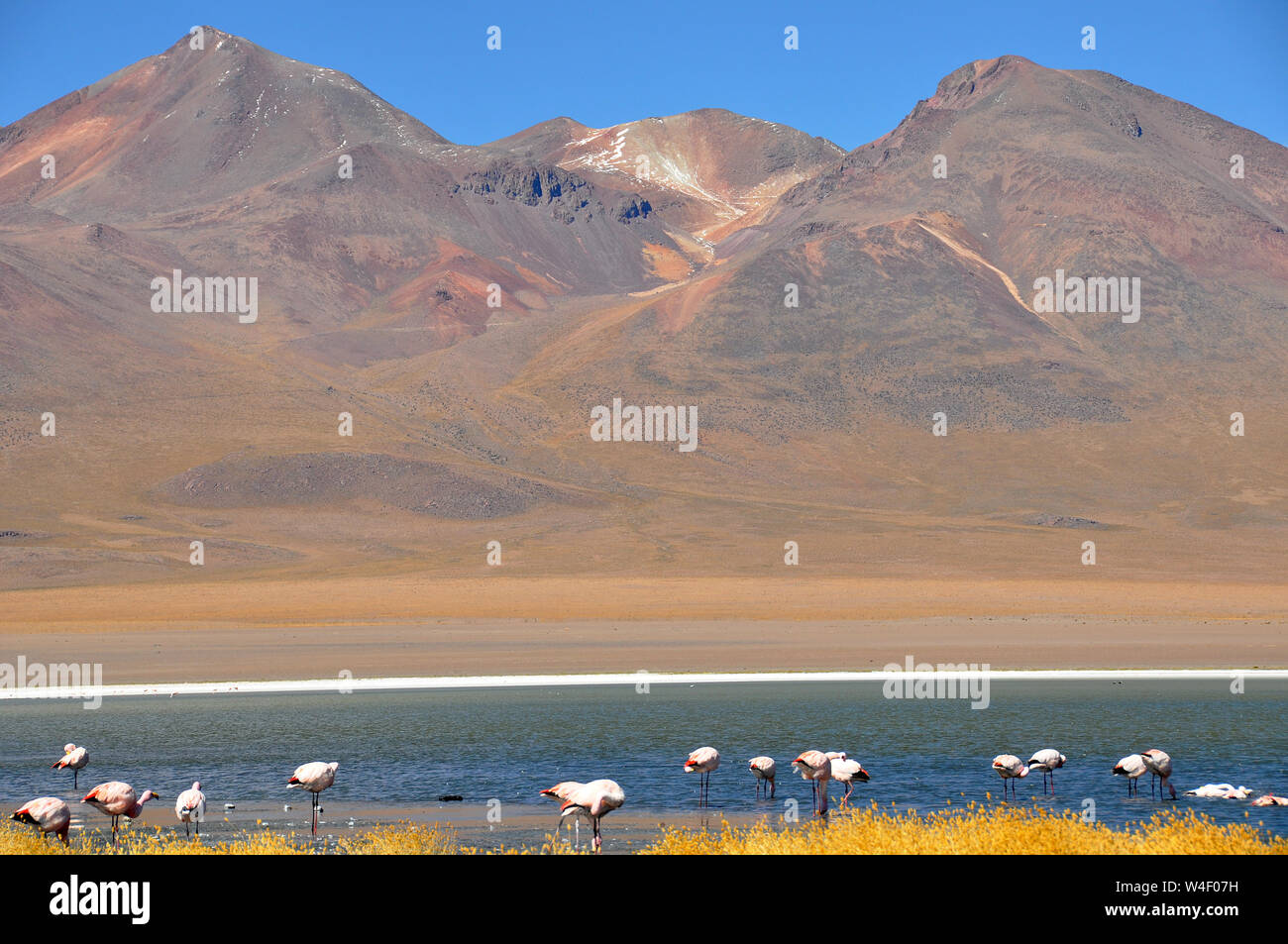 bolivian lagunas in the andes mountains region over 4000 meters above ...