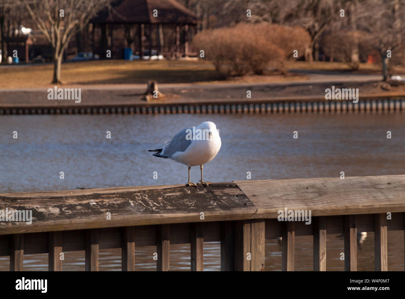 SEAGULLS ONLY Adorable seagulls go for a change of scenery from their ...