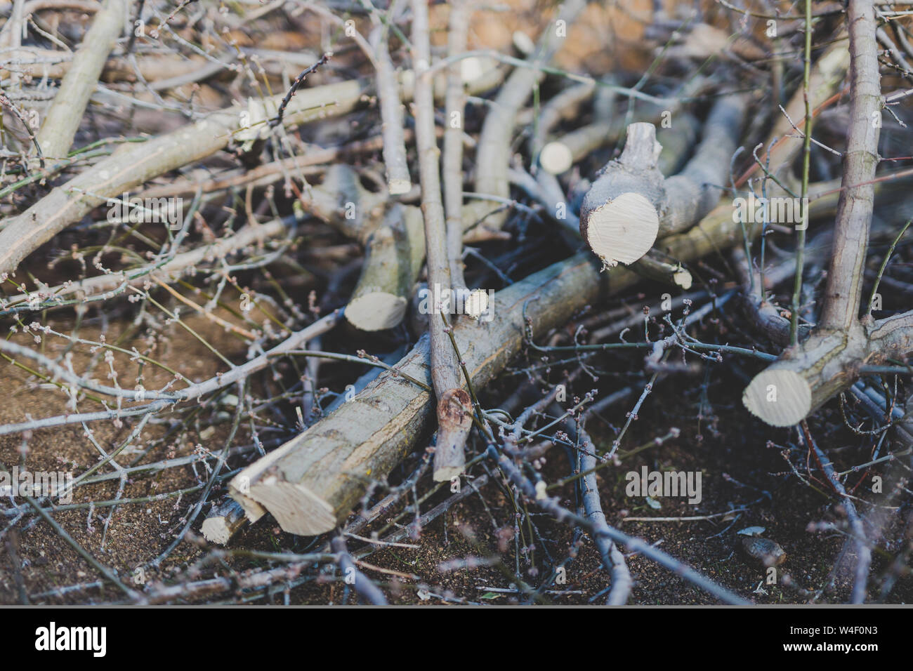 pile of branches cut off a tree and ready for being recycled Stock ...
