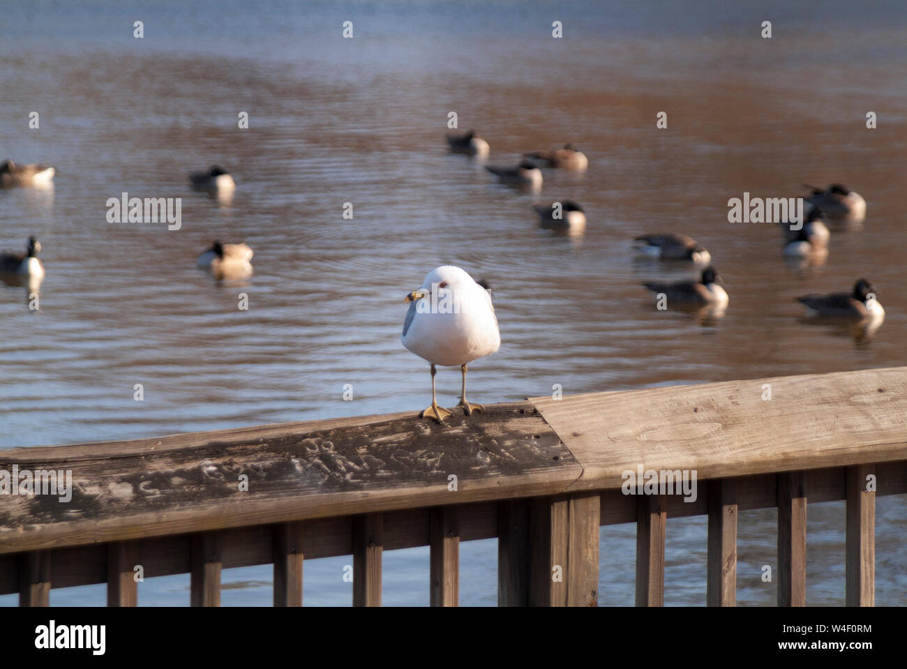 SEAGULLS ONLY Adorable seagulls go for a change of scenery from their ...