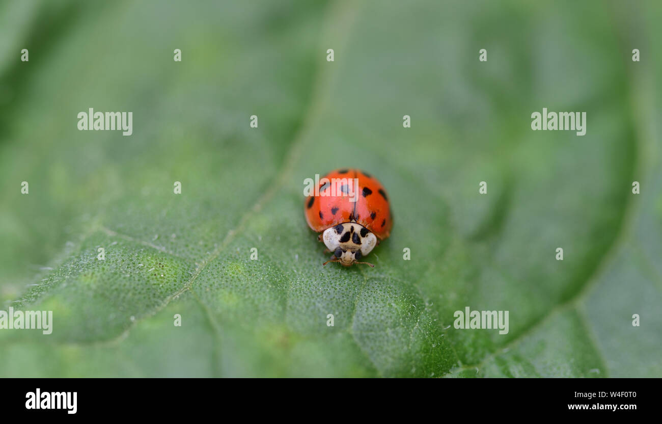 Close-up of a little ladybird from the front on a green leaf Stock ...