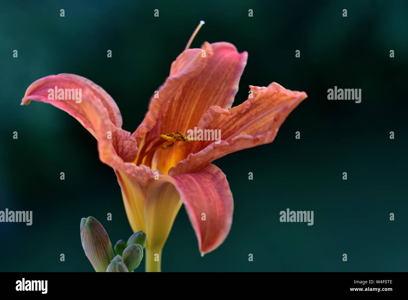 Closeup of a withering lily in front of green background Stock Photo ...
