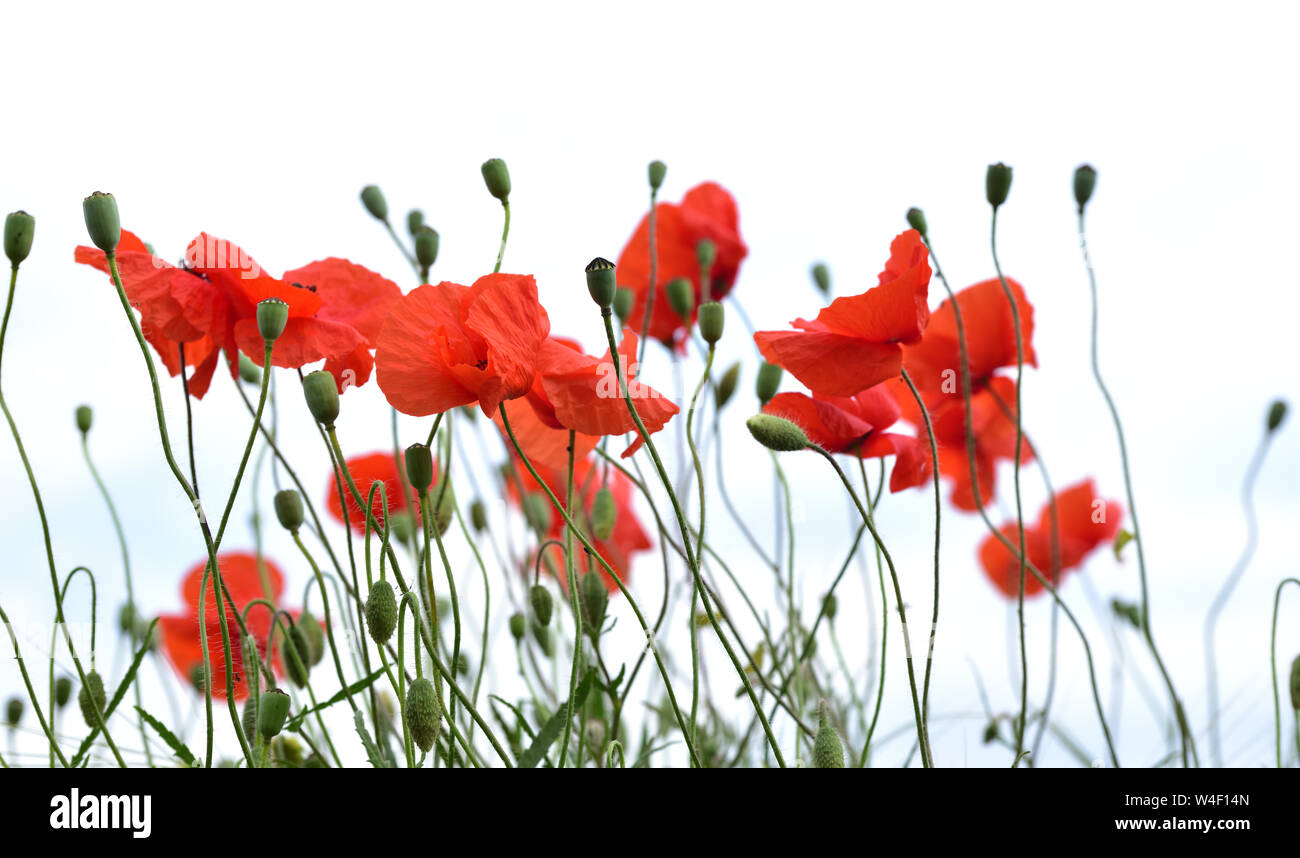 Wind blown poppy hi-res stock photography and images - Alamy
