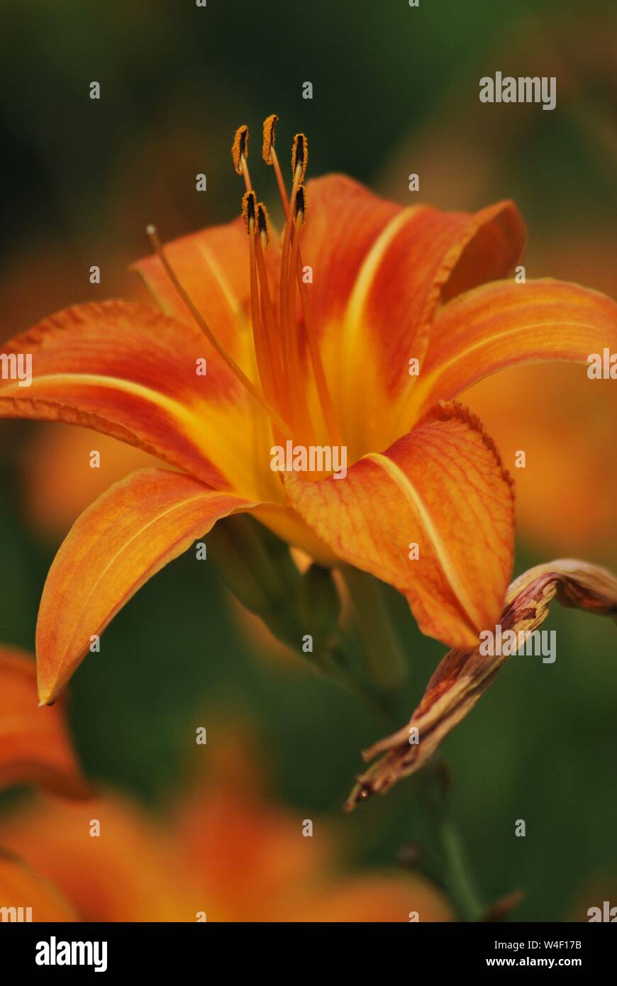 Fire lily hi-res stock photography and images - Alamy