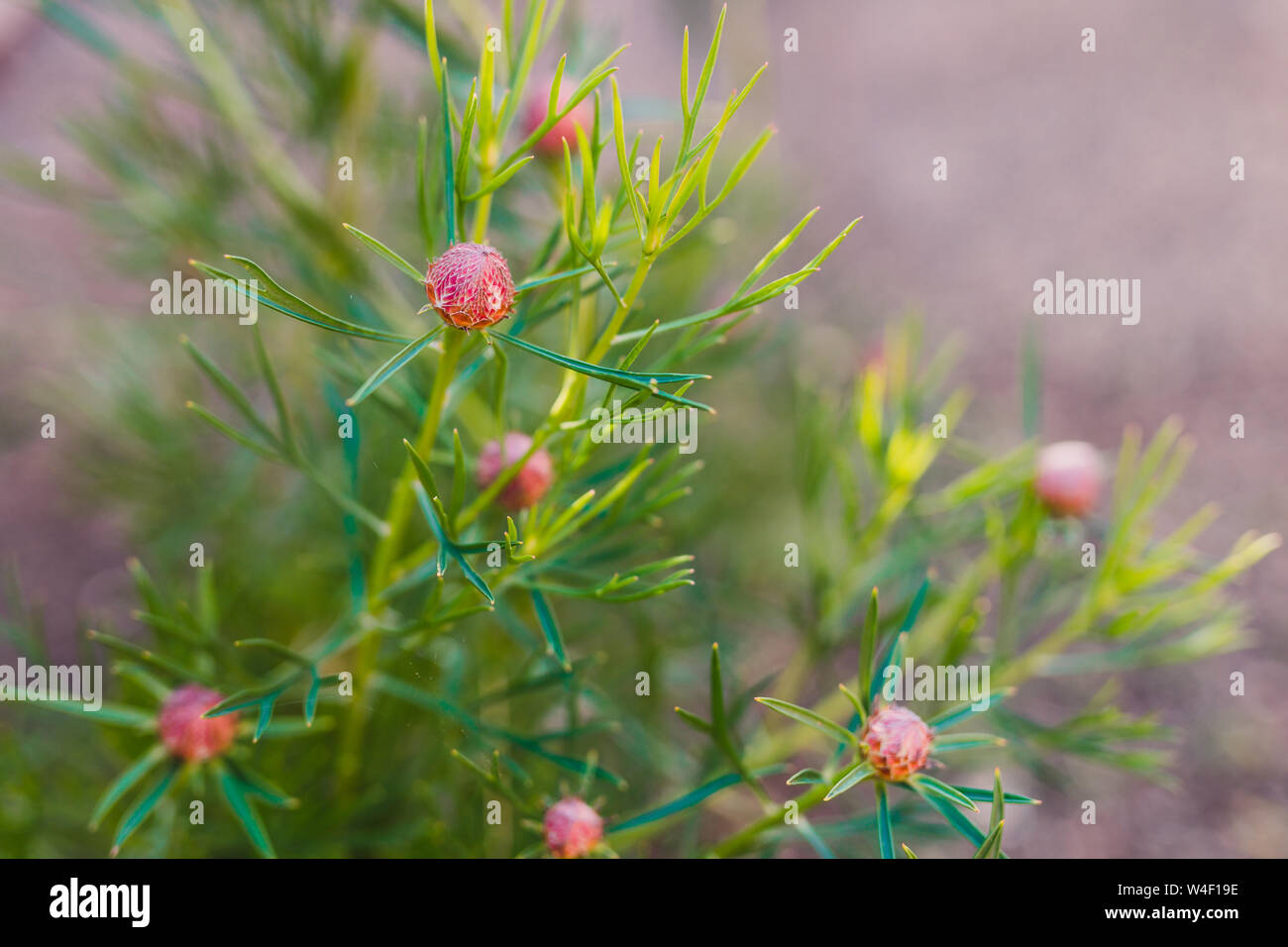 native Australian bush plant isopogon candy cone with pink blossoms ...