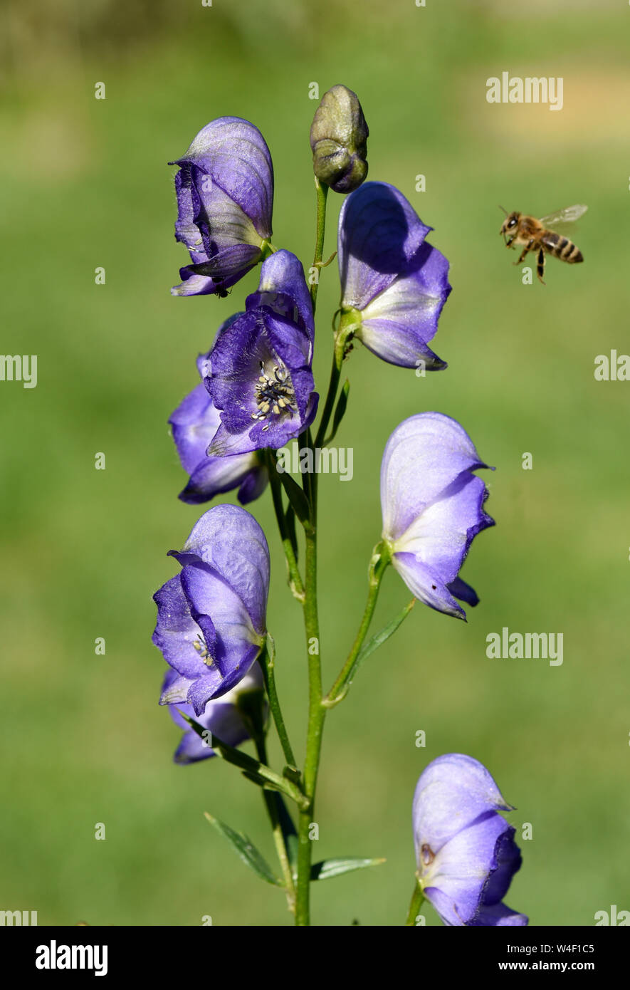 Eisenhut hi-res stock photography and images - Alamy