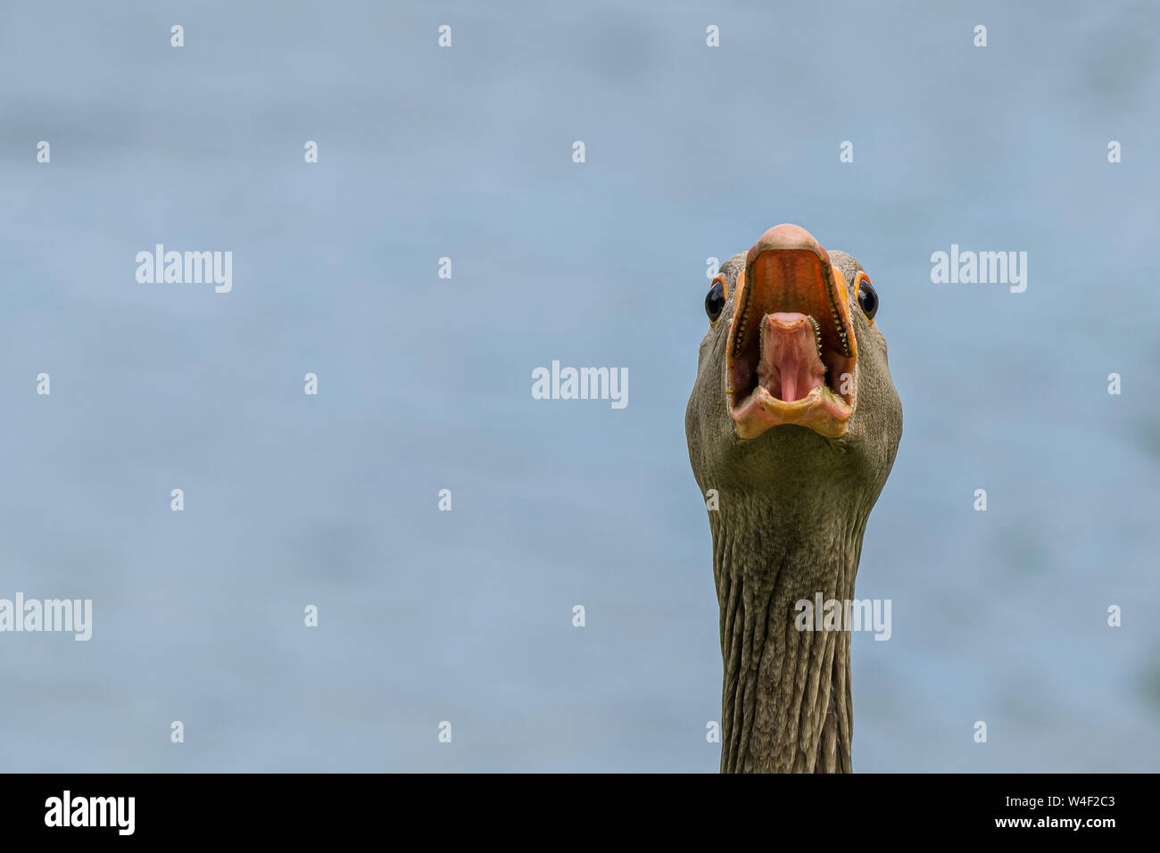 Angry greylag goose (anser anser Stock Photo - Alamy