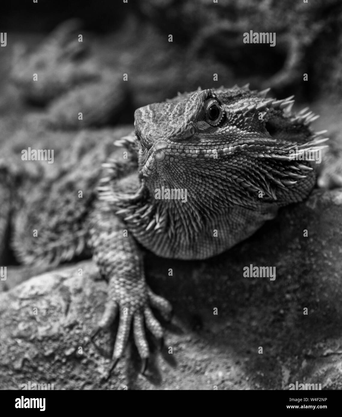 Beast power Black and White Stock Photos & Images - Alamy