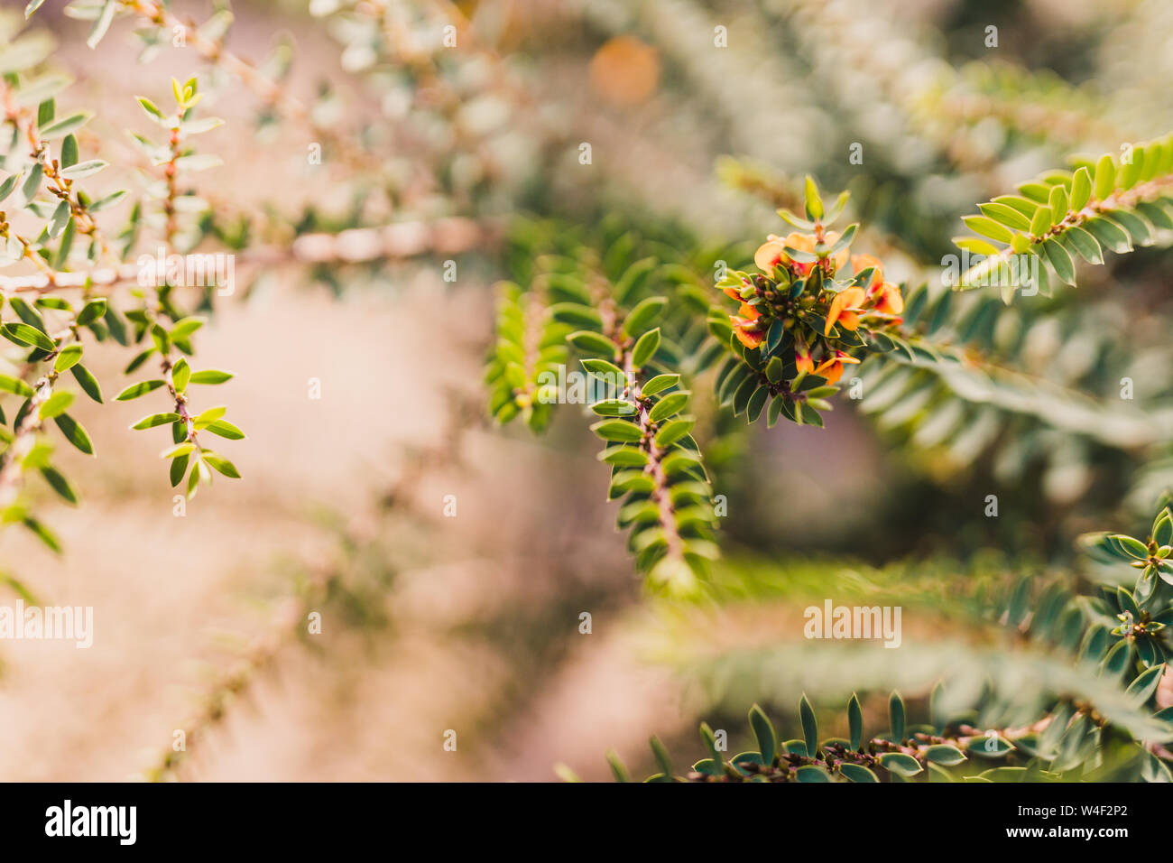 eutaxia obovata also called egg and bacon plant with yellow flowers ...