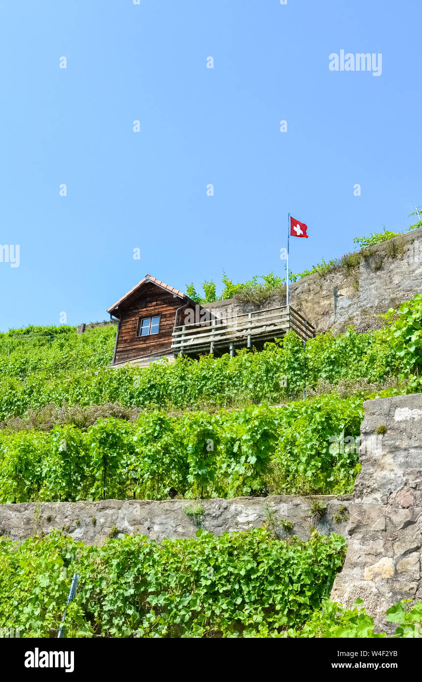 Green terraced vineyards on hills by Geneva Lake in famous Lavaux wine ...