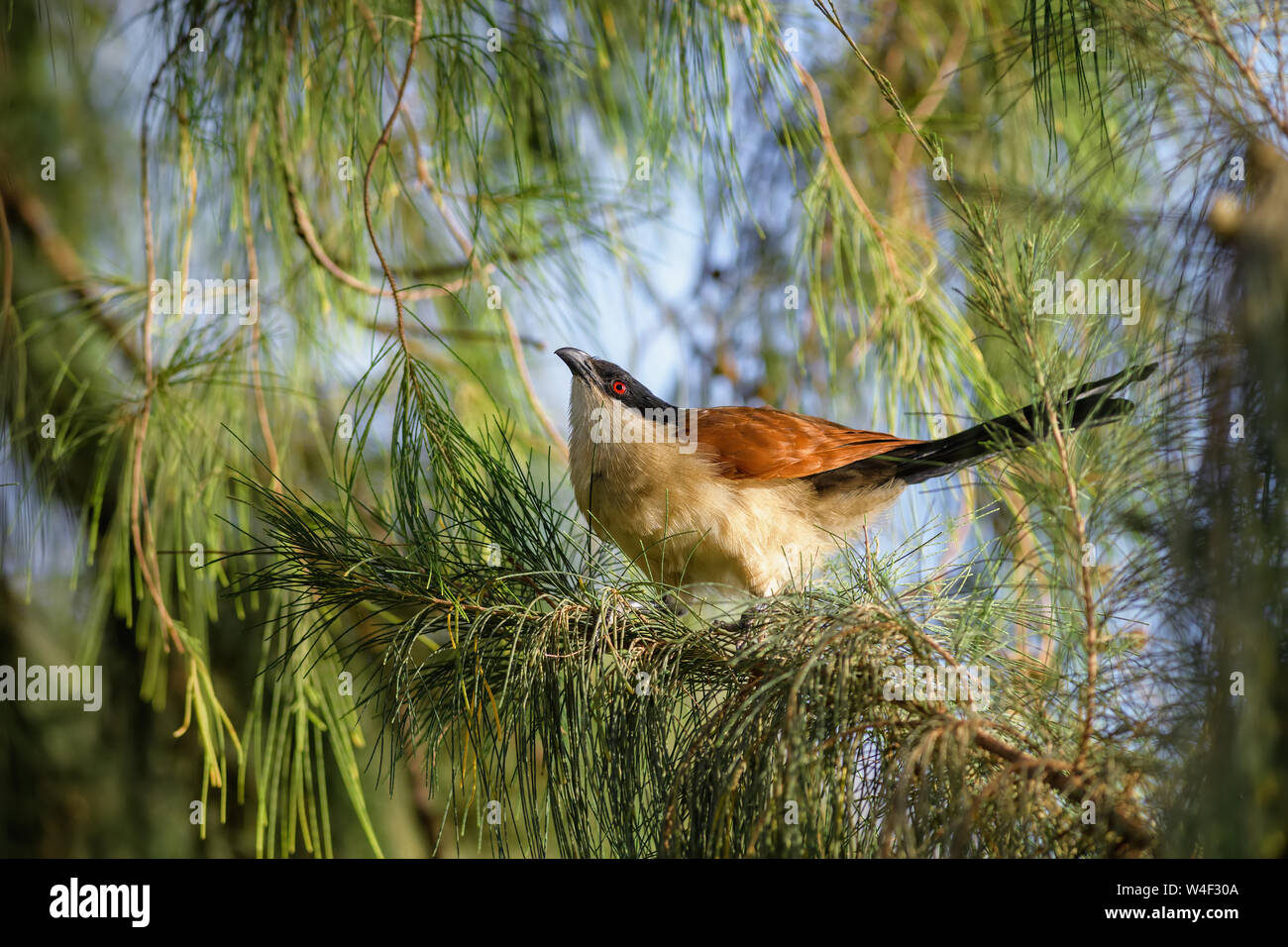 Senegal Coucal - Centropus senegalensis, beautiful colored cuckoo from ...