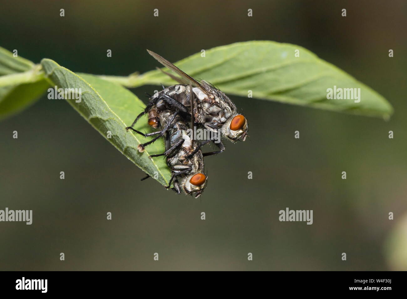 Mating insect hi-res stock photography and images - Alamy