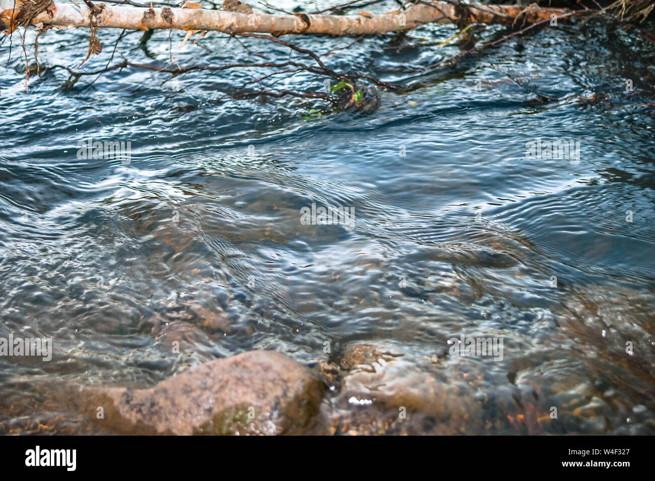 Fast Mountain River Flow under Branches of the Fallen Birch Tree Trunk ...