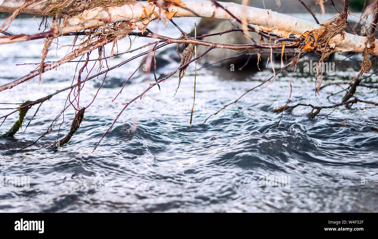 Fast Mountain River Flow under Branches of the Fallen Birch Tree Trunk ...