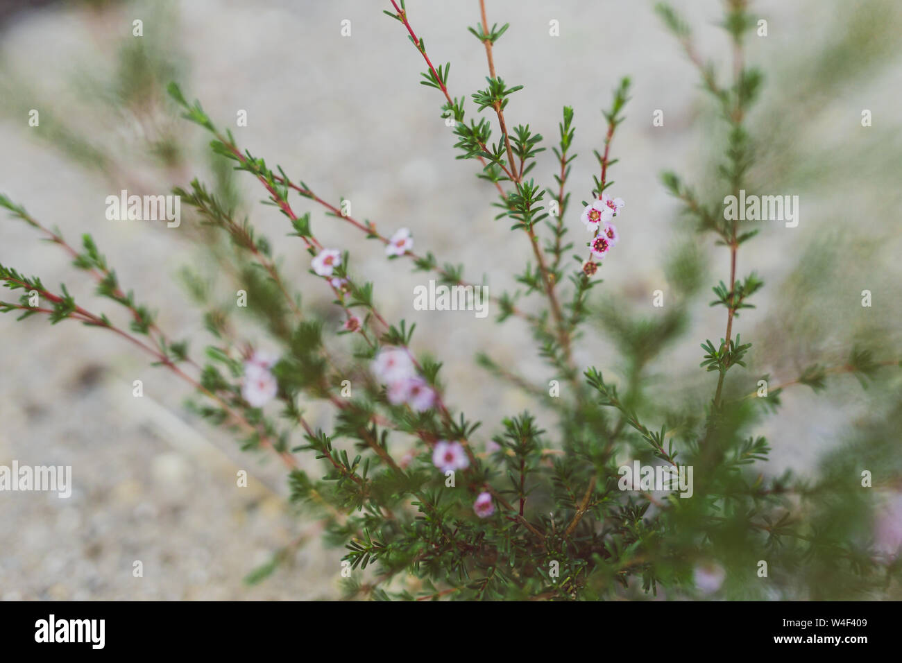 tea tree plant with pink flowers shot at shallow depth of field Stock ...
