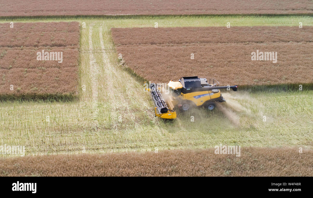 Sehnde, Germany. 23rd July, 2019. A farmer harvests a canola field with ...