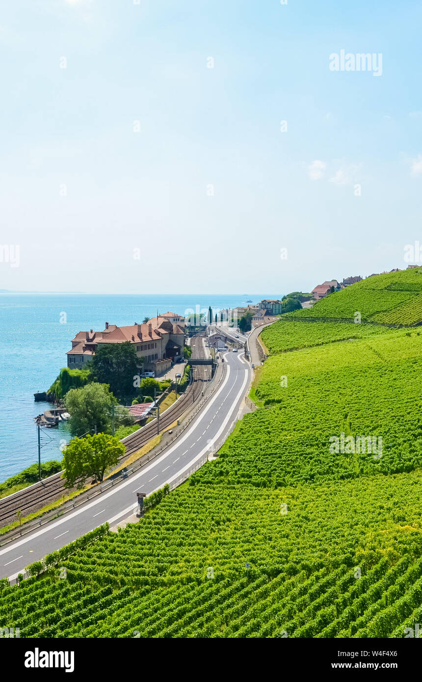 Vertical photography of green vineyards on slope by beautiful Lake ...