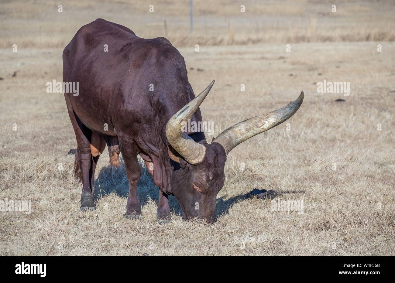 An Ankole-Watusi bull from Africa feeds in a field image in landscape ...