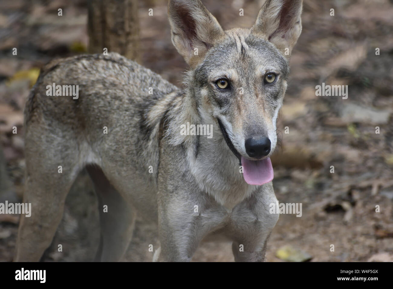 Angry wolf hi-res stock photography and images - Alamy
