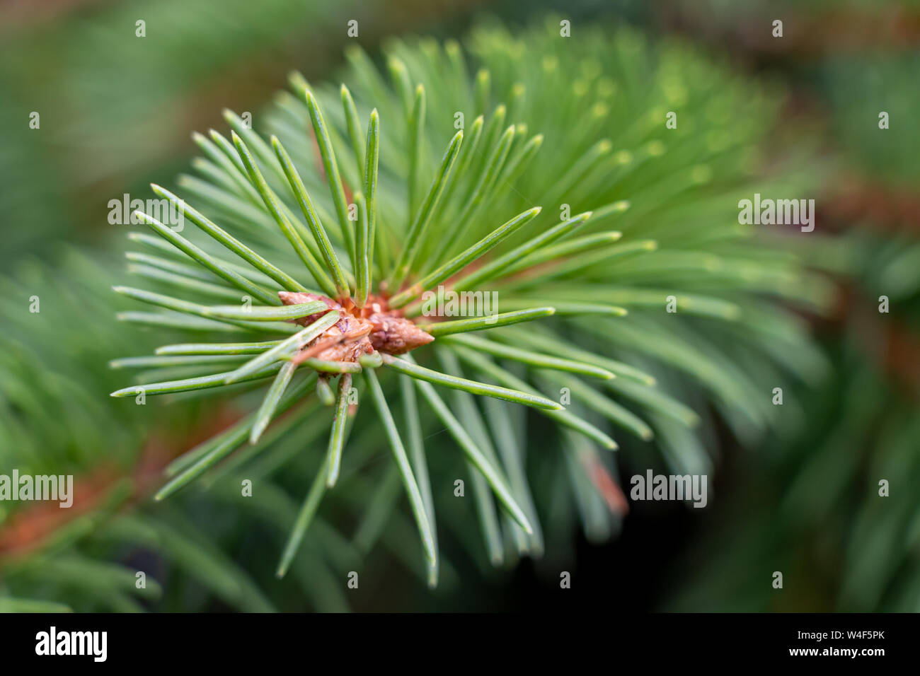 Spruce needles up close hi-res stock photography and images - Alamy