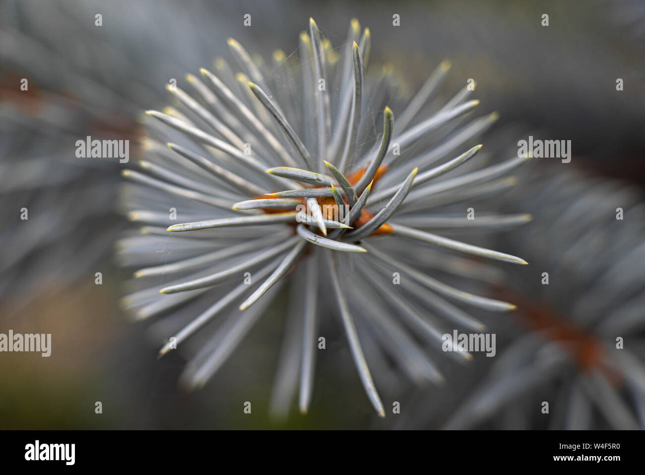 Silver spruce hi-res stock photography and images - Alamy