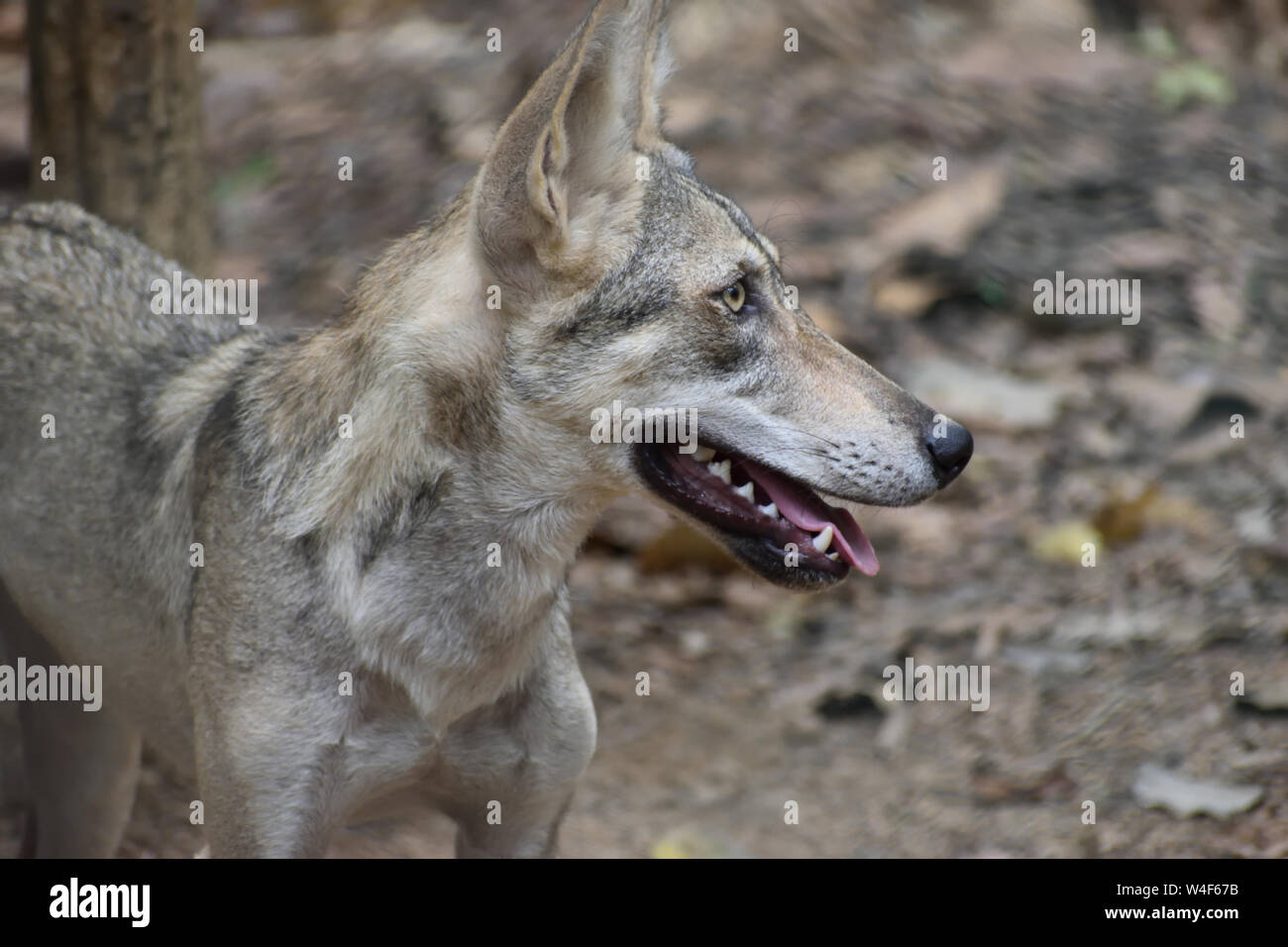 Wolf at the door hi-res stock photography and images - Alamy