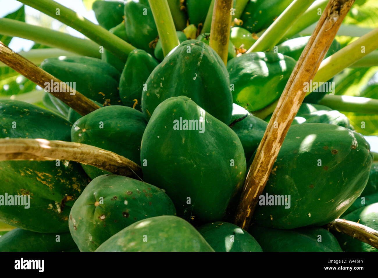 A close-up of Paw Paw fruits On top of a tree with sun rays shining and ...