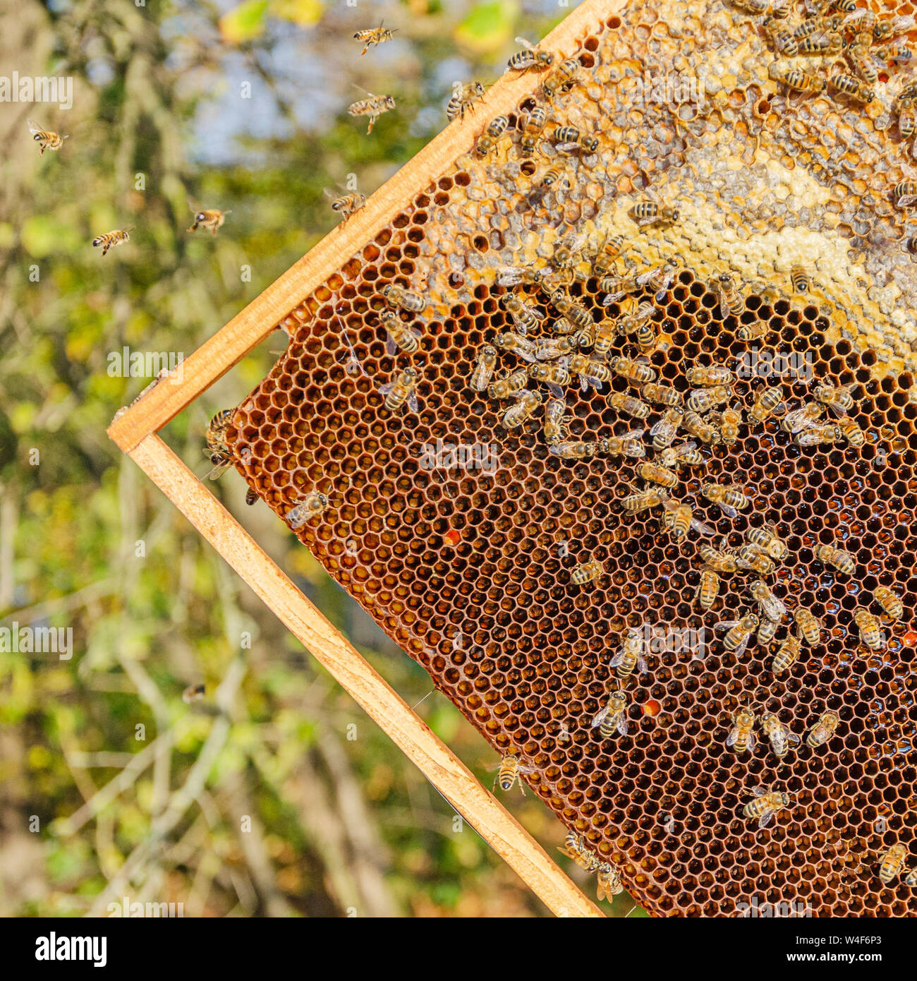 honey bees on honeycomb in apiary in summertime Stock Photo - Alamy