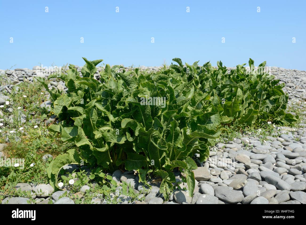 Sea beet Beta vulgaris wild spinach growing on shingle beach Stock ...