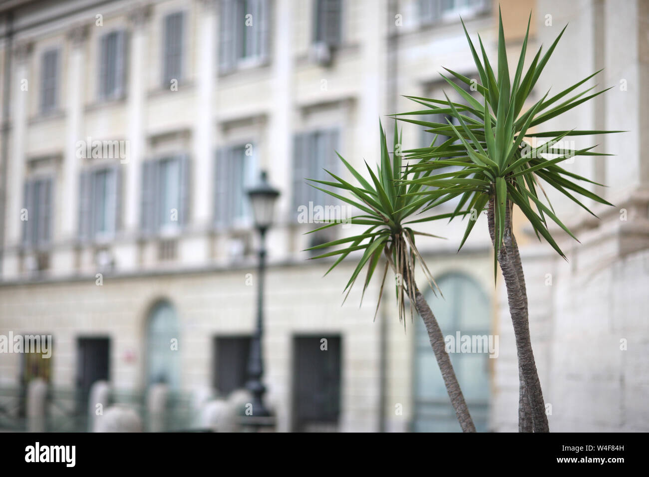 Palm trees with sharp leaves on a blurred building background Stock ...