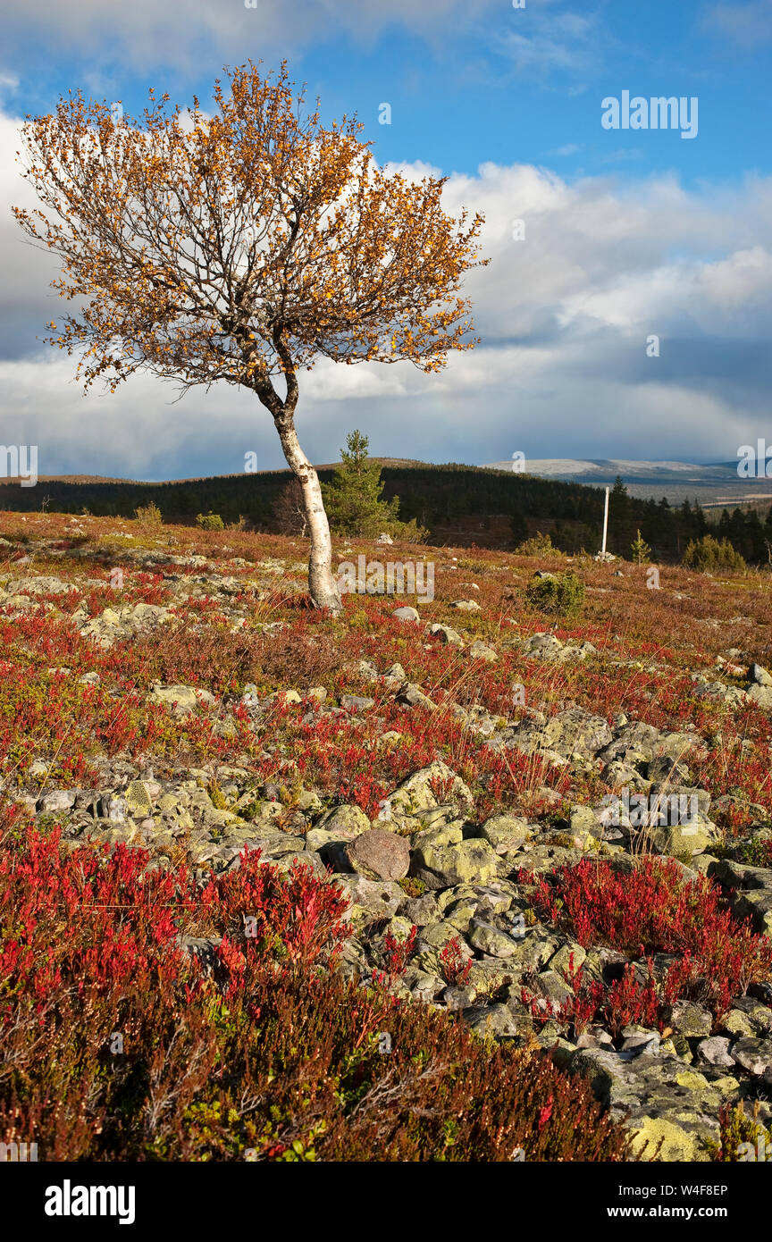 Cowberry (Vaccinium vitis-idaea), Bilberry(Vaccinium myrtillus) and ...