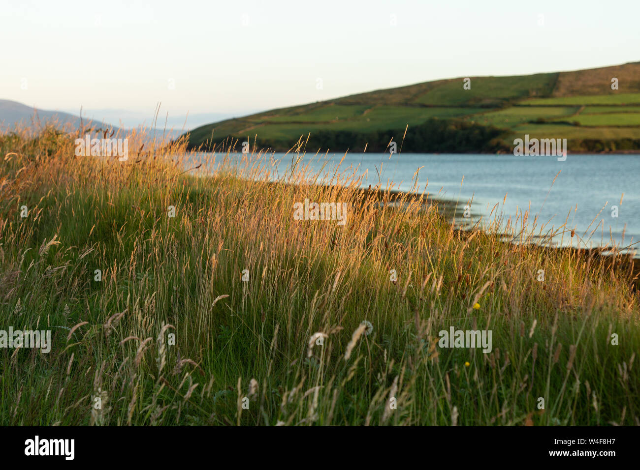 Dingle Bay at sunset Stock Photo - Alamy