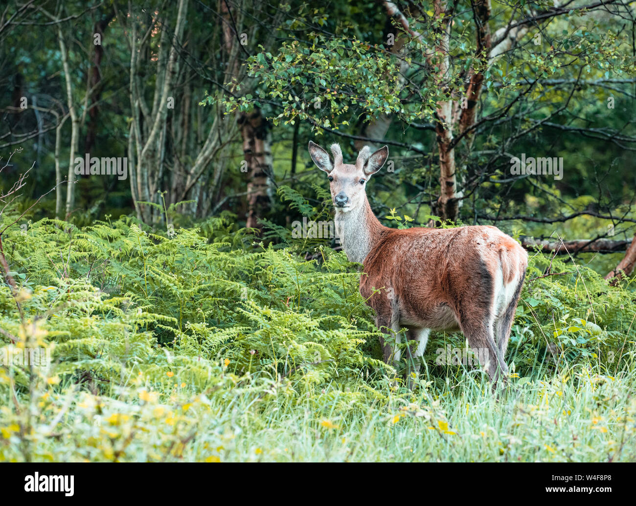 Red deer, Woodland, Glenveagh National Park, Donegal, Ireland Stock ...