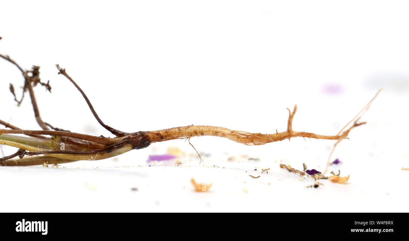 picture of Root of a plant on white background Stock Photo - Alamy