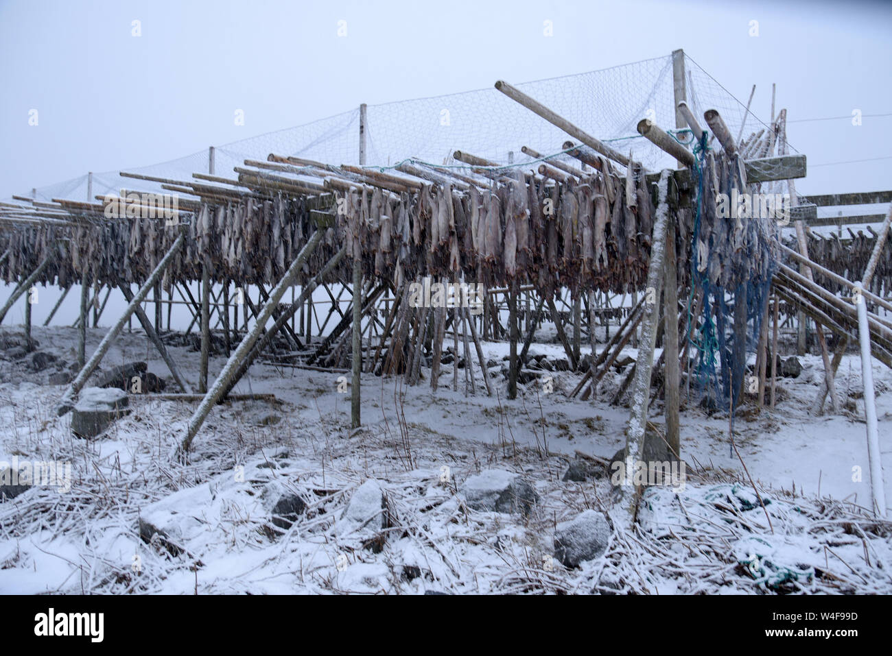 Lofoten cod net hi-res stock photography and images - Alamy