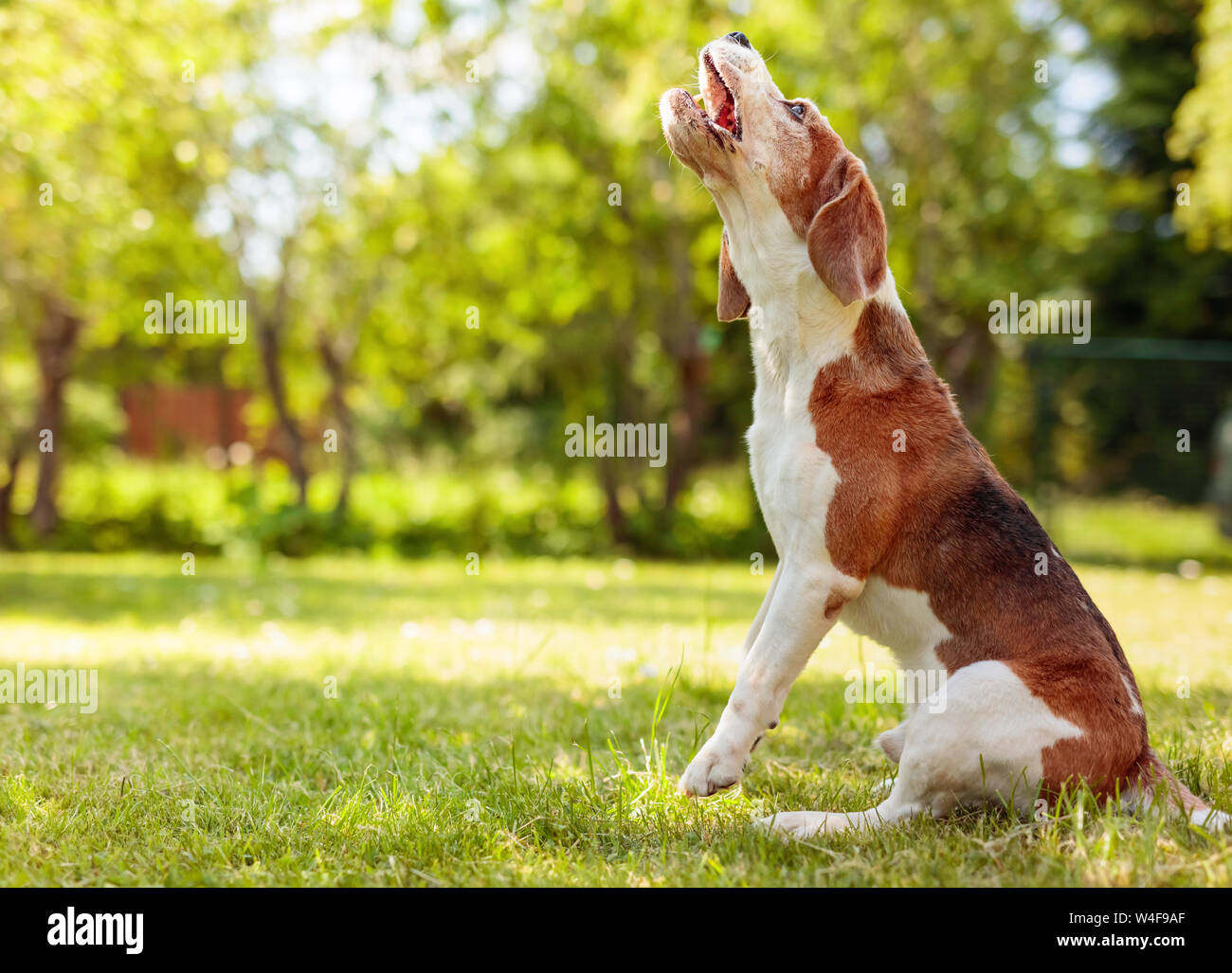 Beagle howling hi-res stock photography and images - Alamy