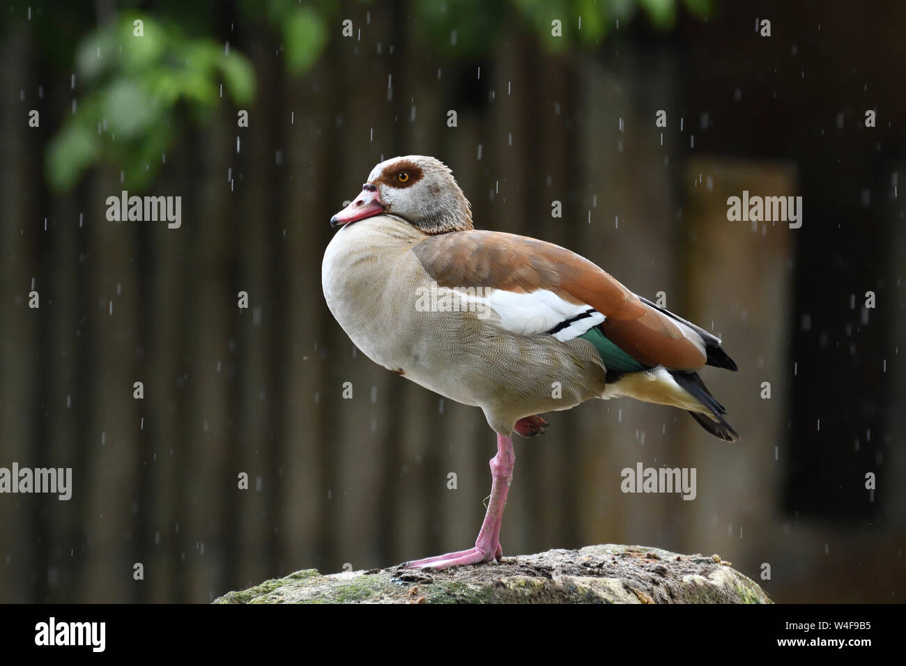 egyptian goose in the rain;lisbon zoo;portugal Stock Photo - Alamy